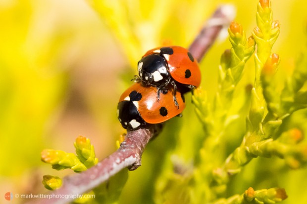 Ladybirds in Spring by Ipswich Photographer
